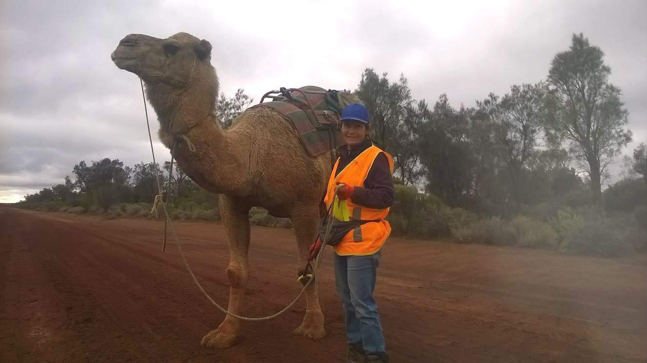 Lengthy camel trek a tribute to 19th century Goldfields explorer - ABC News