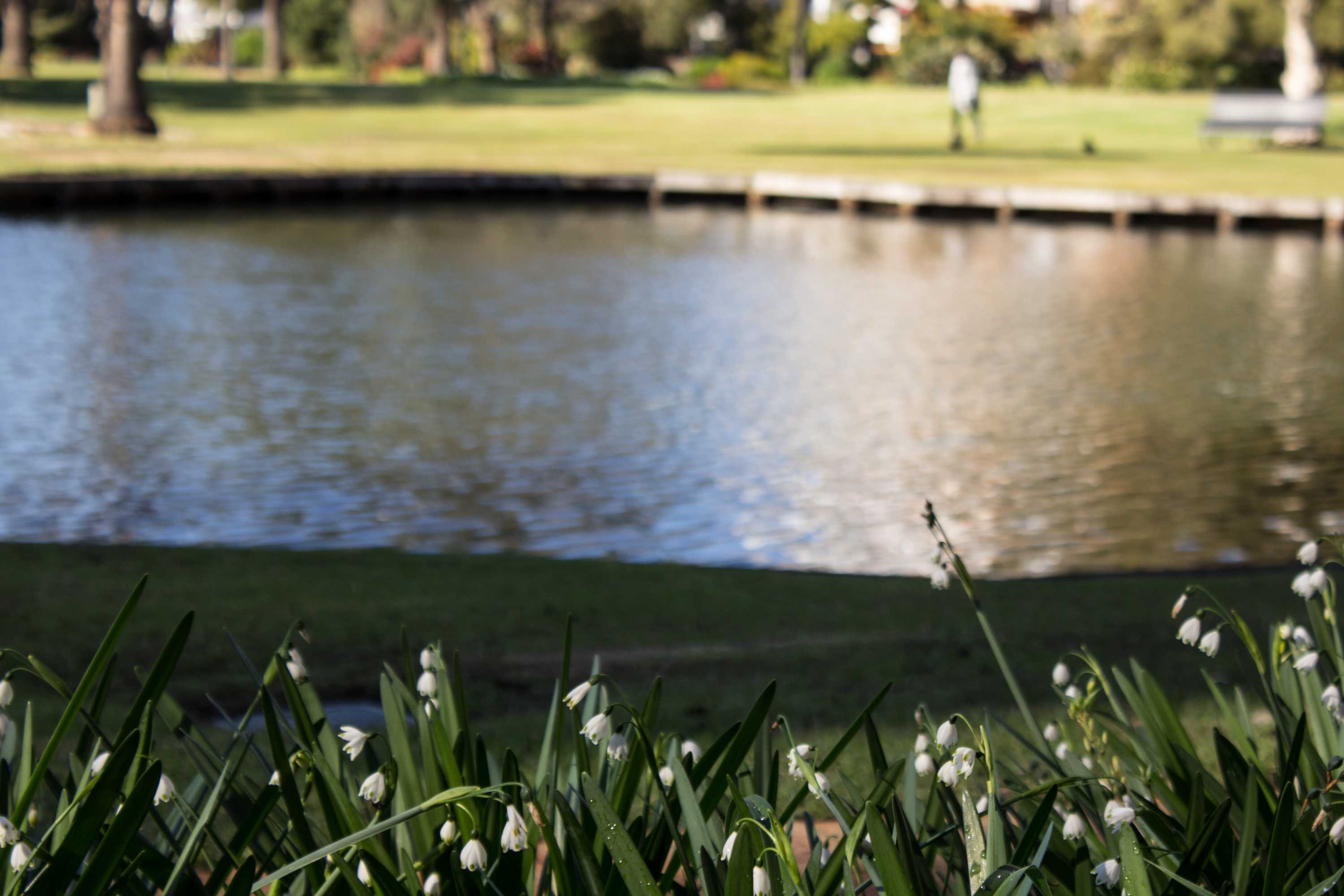 The secrets of Perth's city gardens unlocked by veteran gardener - ABC News