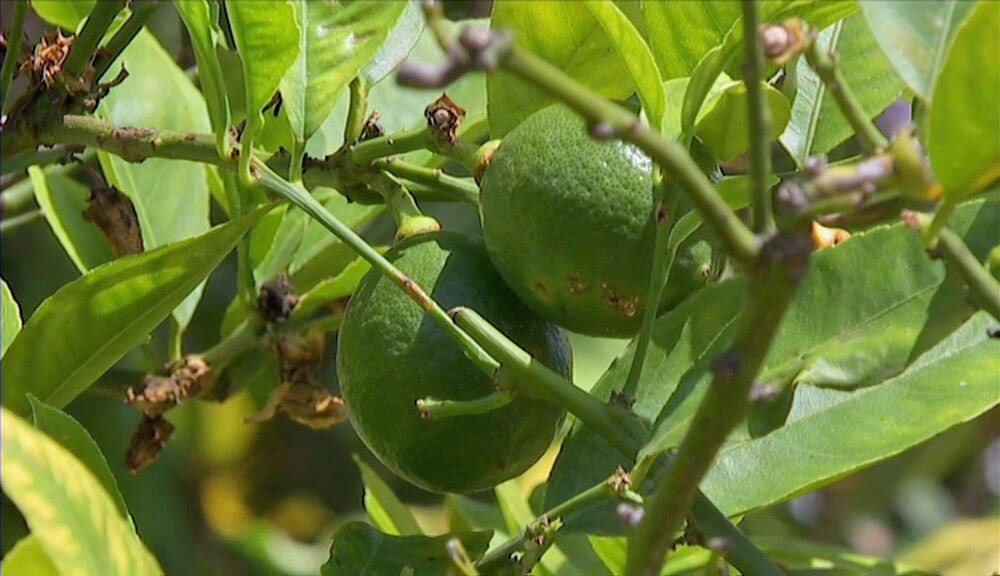 Lemonicious - Gardening Australia