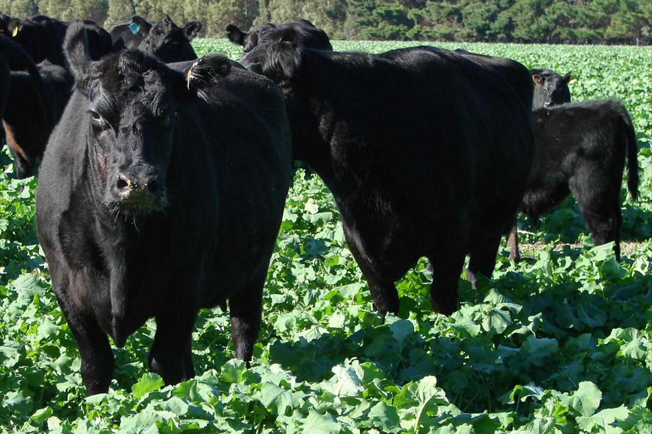 Hybrid canola trial pays off - ABC News