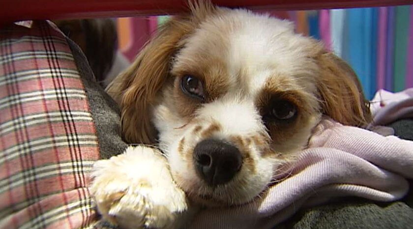 Pet wearables: Gadgets allowing animal owners to watch, 'gamify ...