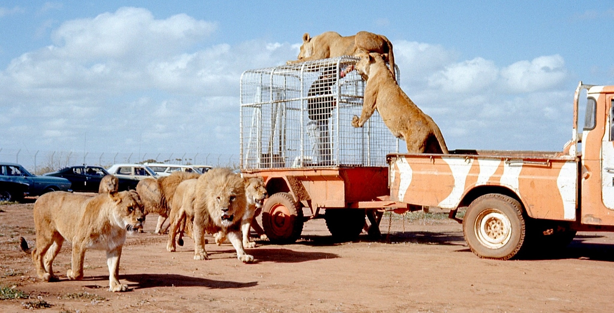 How a lion crushed a Datsun with newlyweds inside in 1970s Adelaide ...