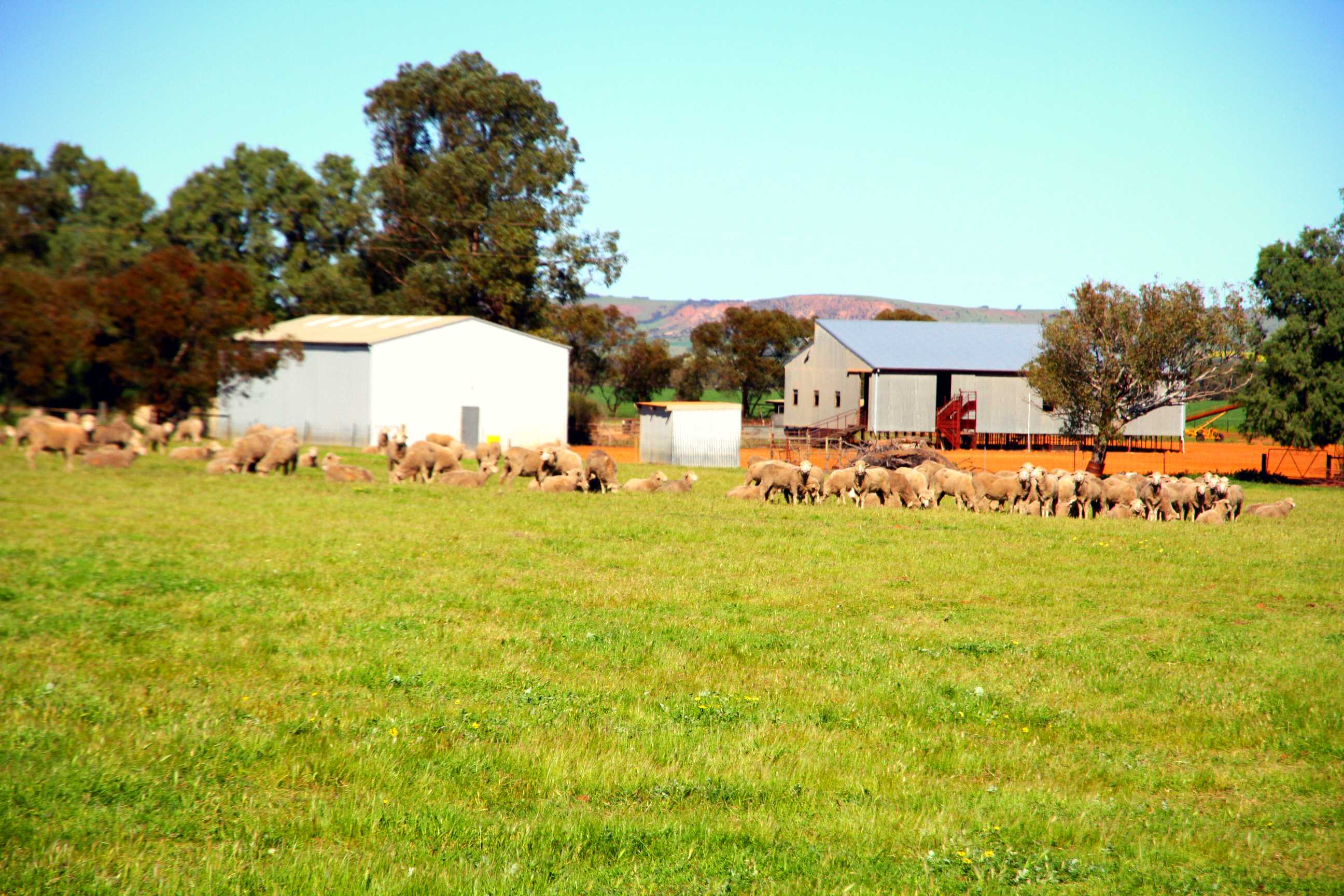 Consumer demand will shape future of West Australian sheep industry ...