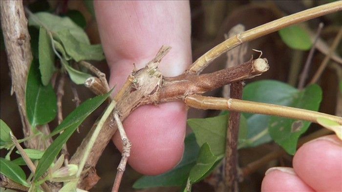 Popping Perennials - Gardening Australia