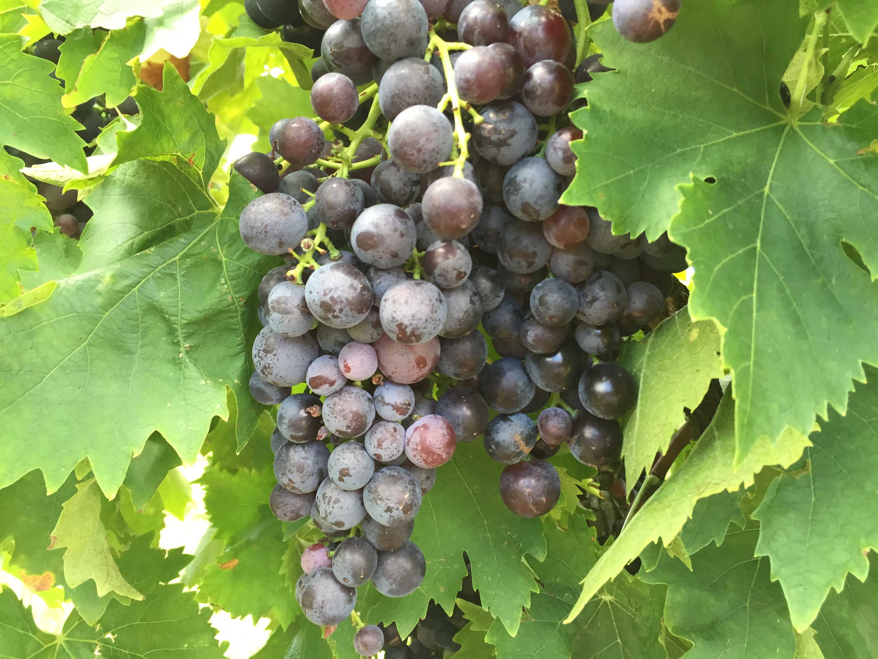 Israeli archaeologists unearth massive ancient winery dating back 1,500 ...