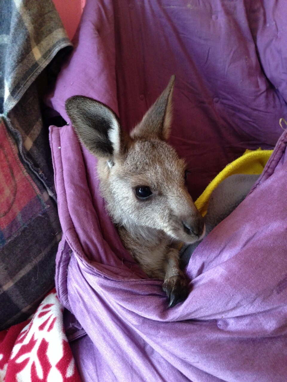 Wildlife rescue volunteers treat injured native animals burned in ...