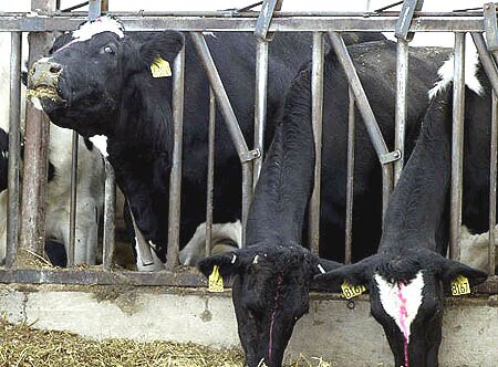 'Cattle polio' fears threaten industry - ABC News