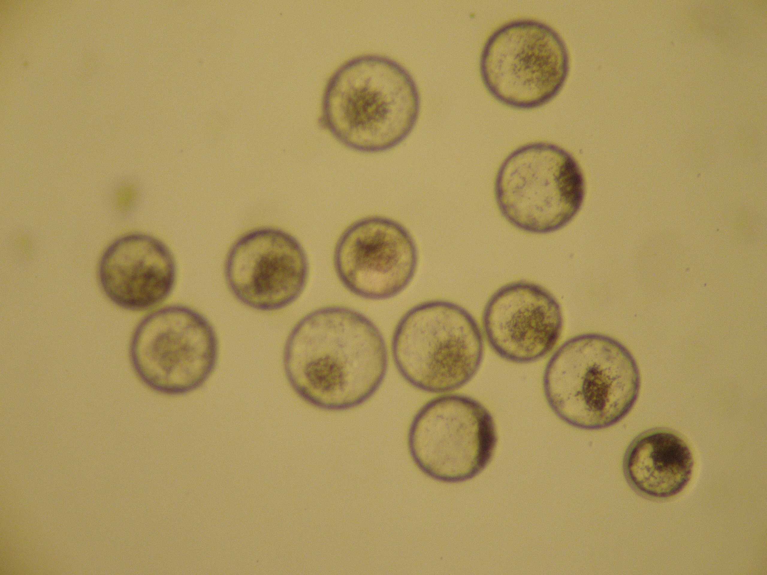 Sheep embryo exports to European Union worth stringent process - ABC News