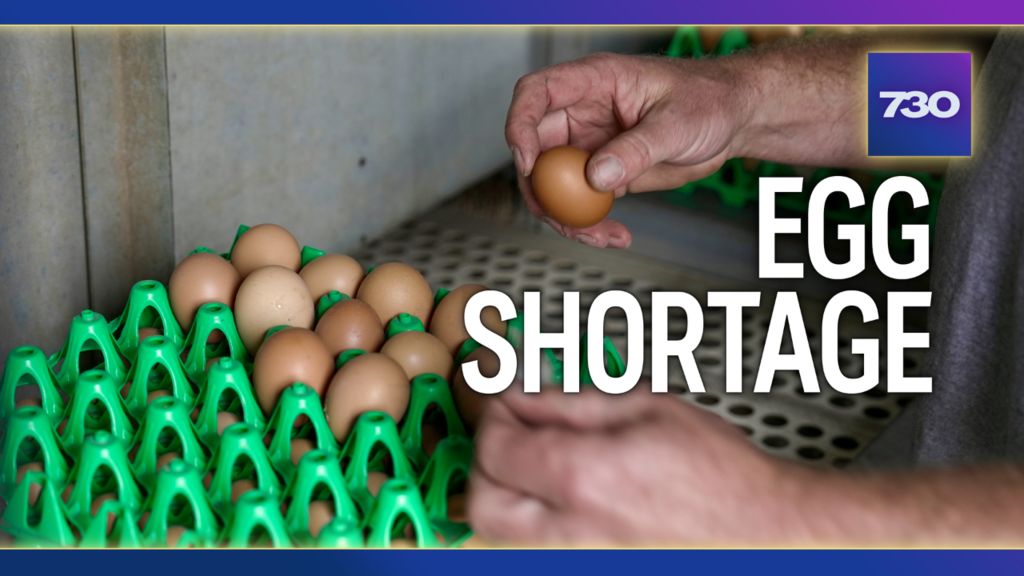 Why the price of eggs may continue to soar - ABC News