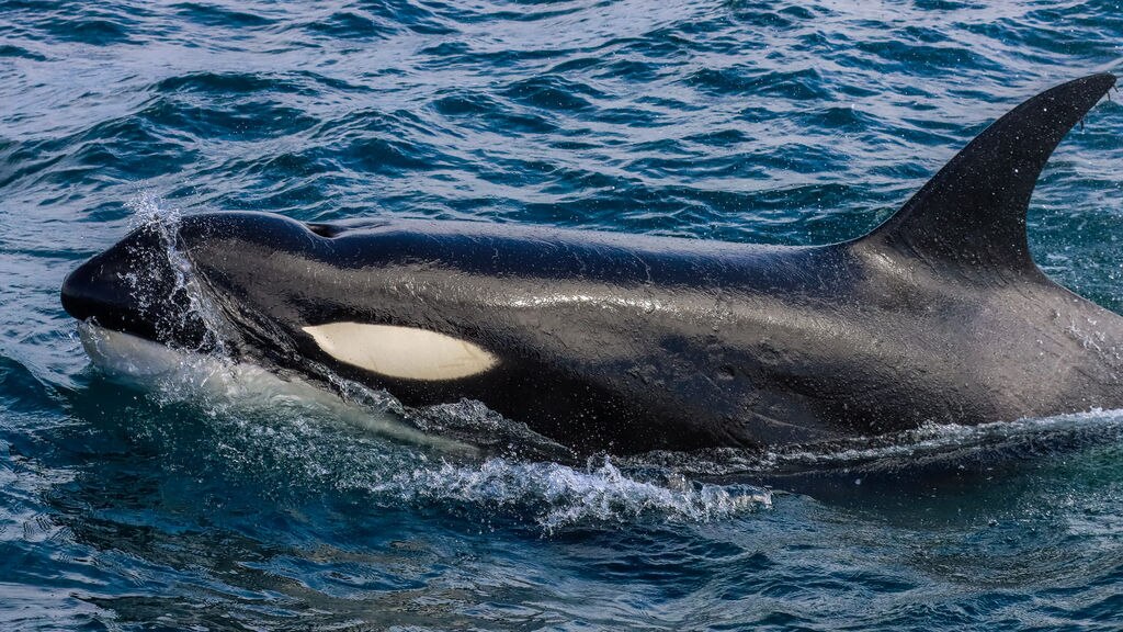 Large pod of killer whales off the NSW Mid North Coast - ABC News