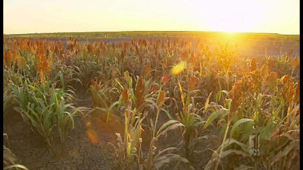 Postdiluvian Queensland - ABC News