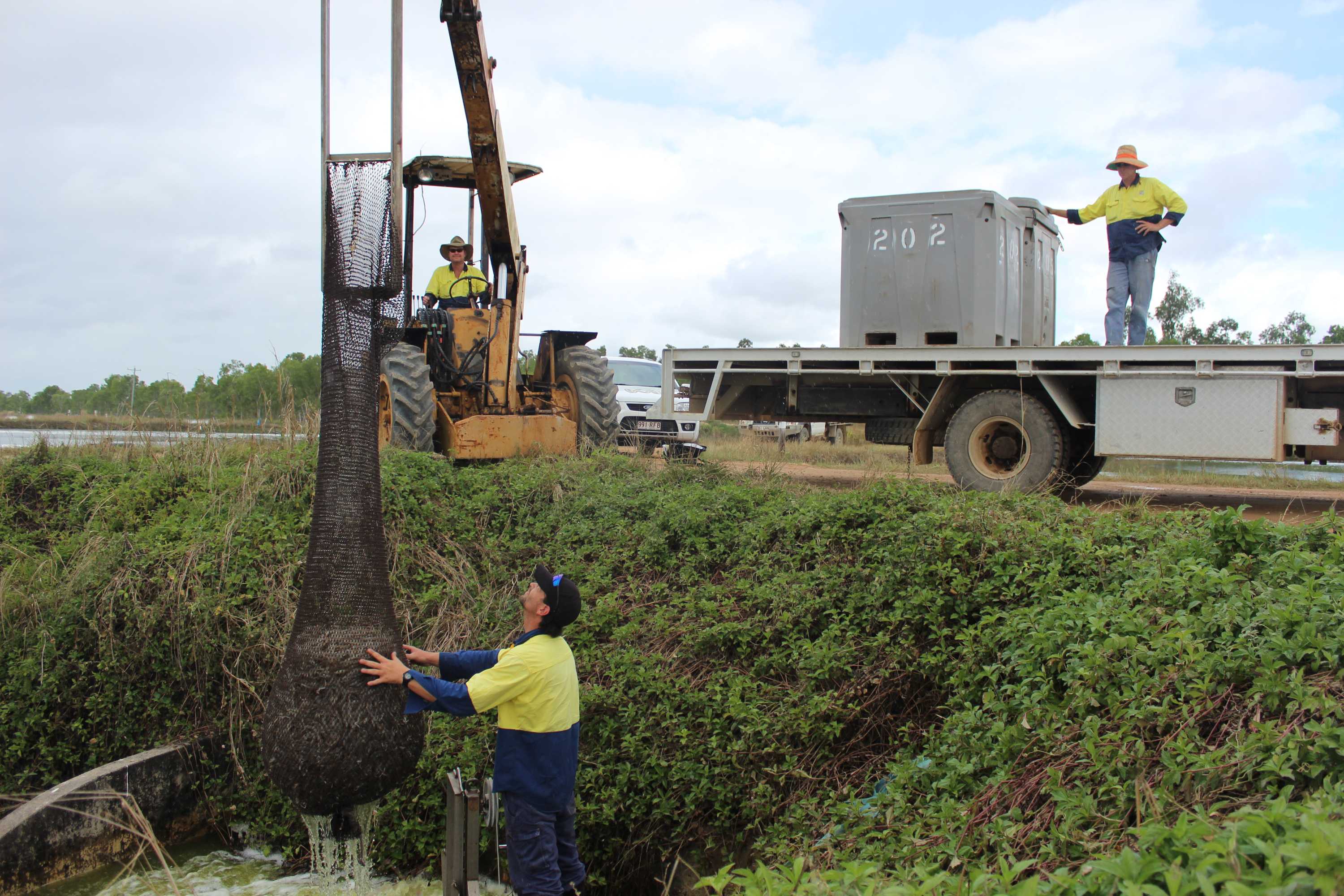 Breeding 20 generations of bigger prawns - ABC News