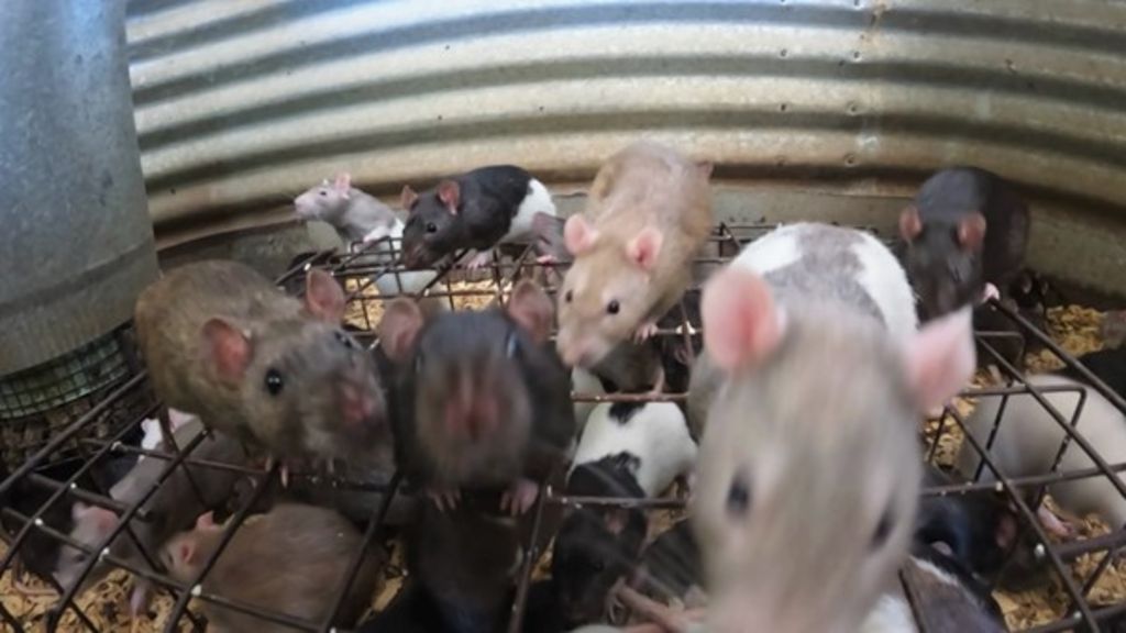Rodent Farmer: Farming livestock with a difference - ABC News