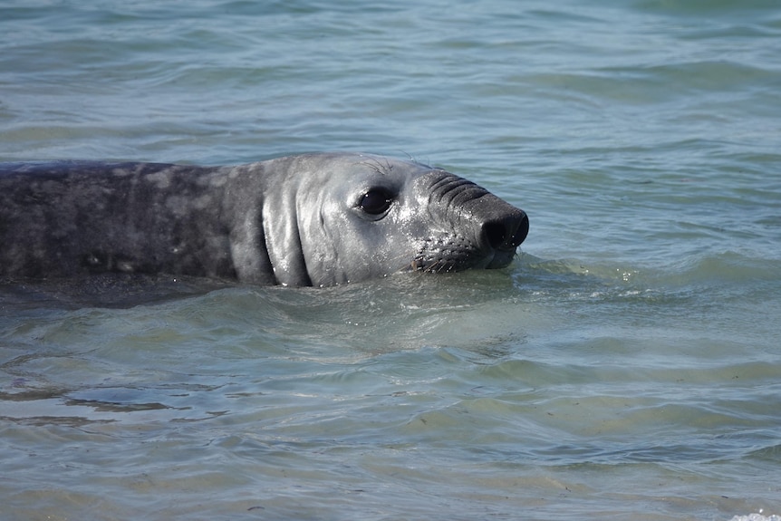 'Lost' elephant seal travels thousands of kilometres… 'Lost' elephant seal travels thousands of kilometres…