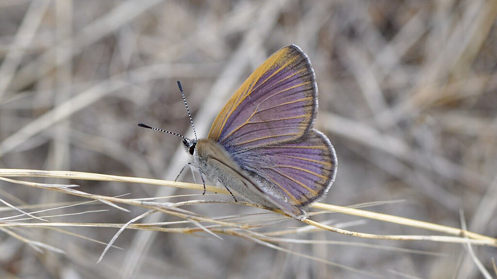 Golden-rayed blue butterfly species, only found in Victoria, rebounds ...
