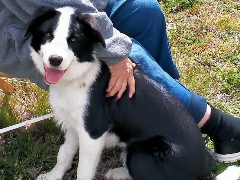 Multi-agency search underway for missing Snowy Mountains man John ...