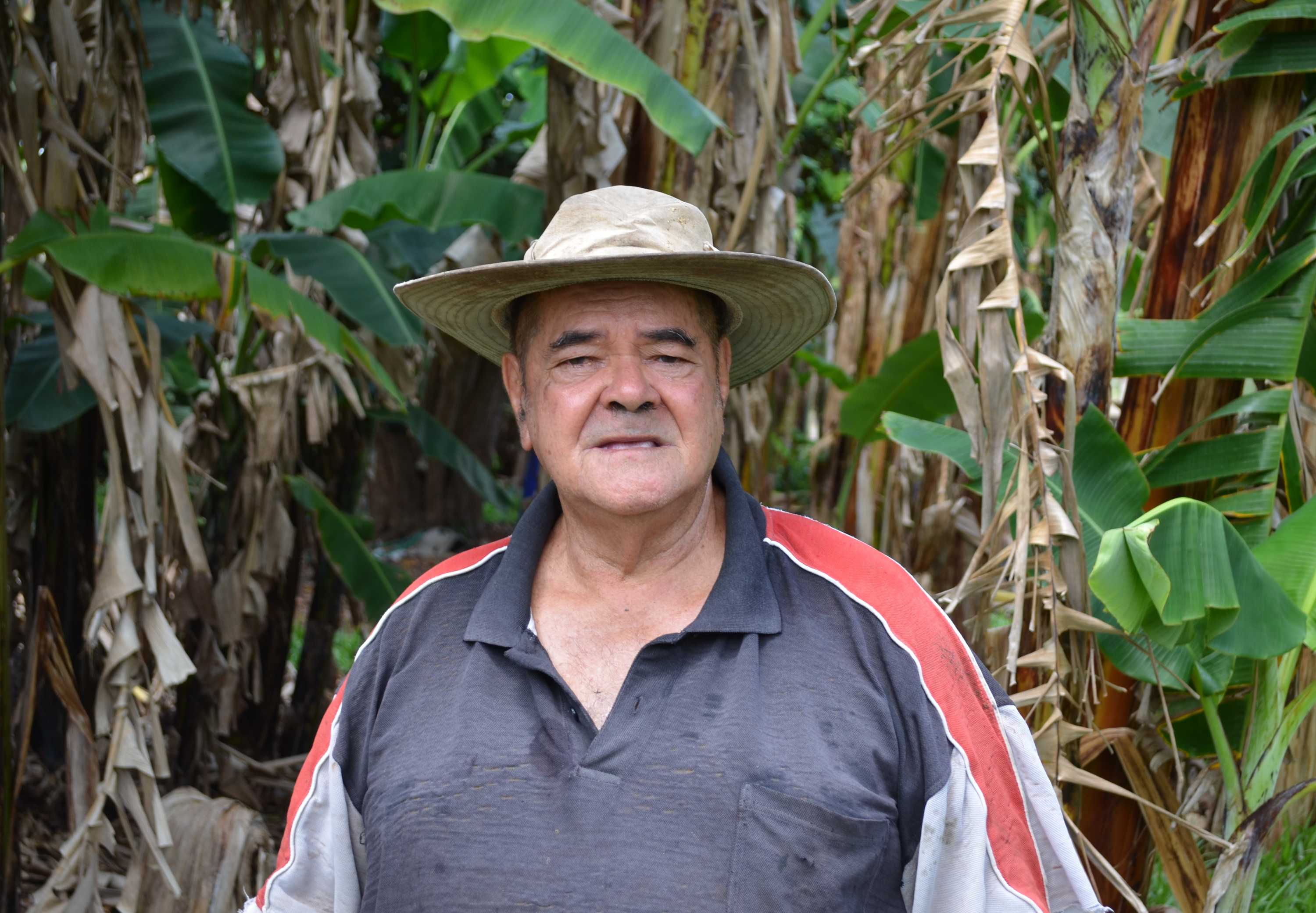 Pensioner forced to forfeit banana plants - ABC News