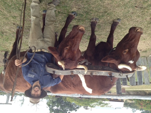 'Bullocky' tells story of a dying breed - ABC News