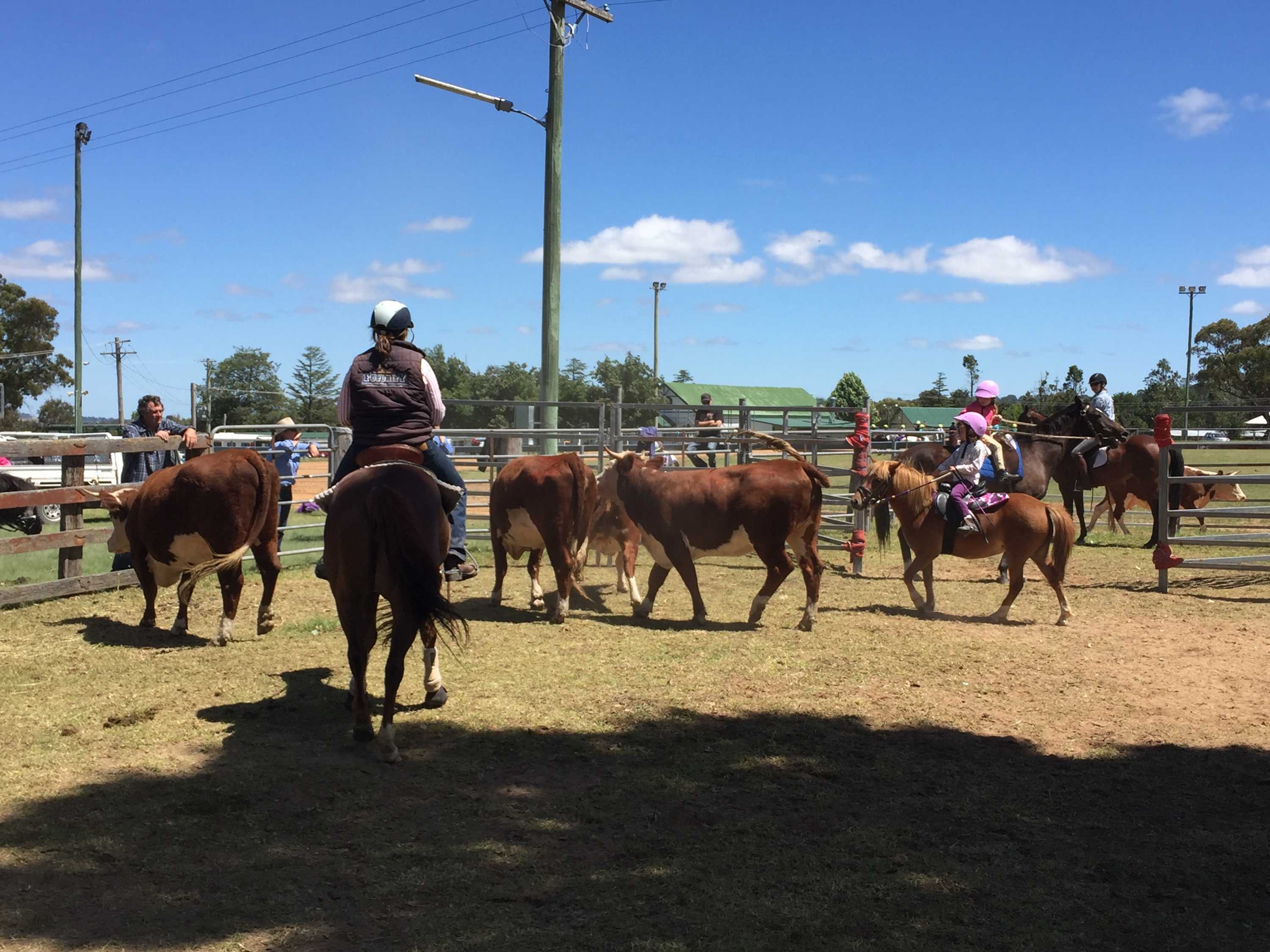 US sport of ranch sorting teaches young riders cattle handling skills ...