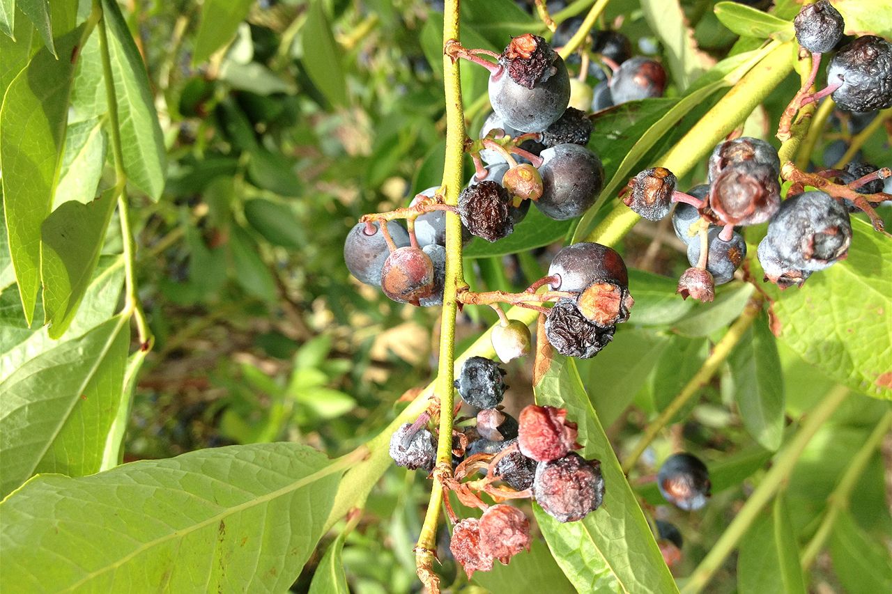 Too hot for the blueberries - ABC News