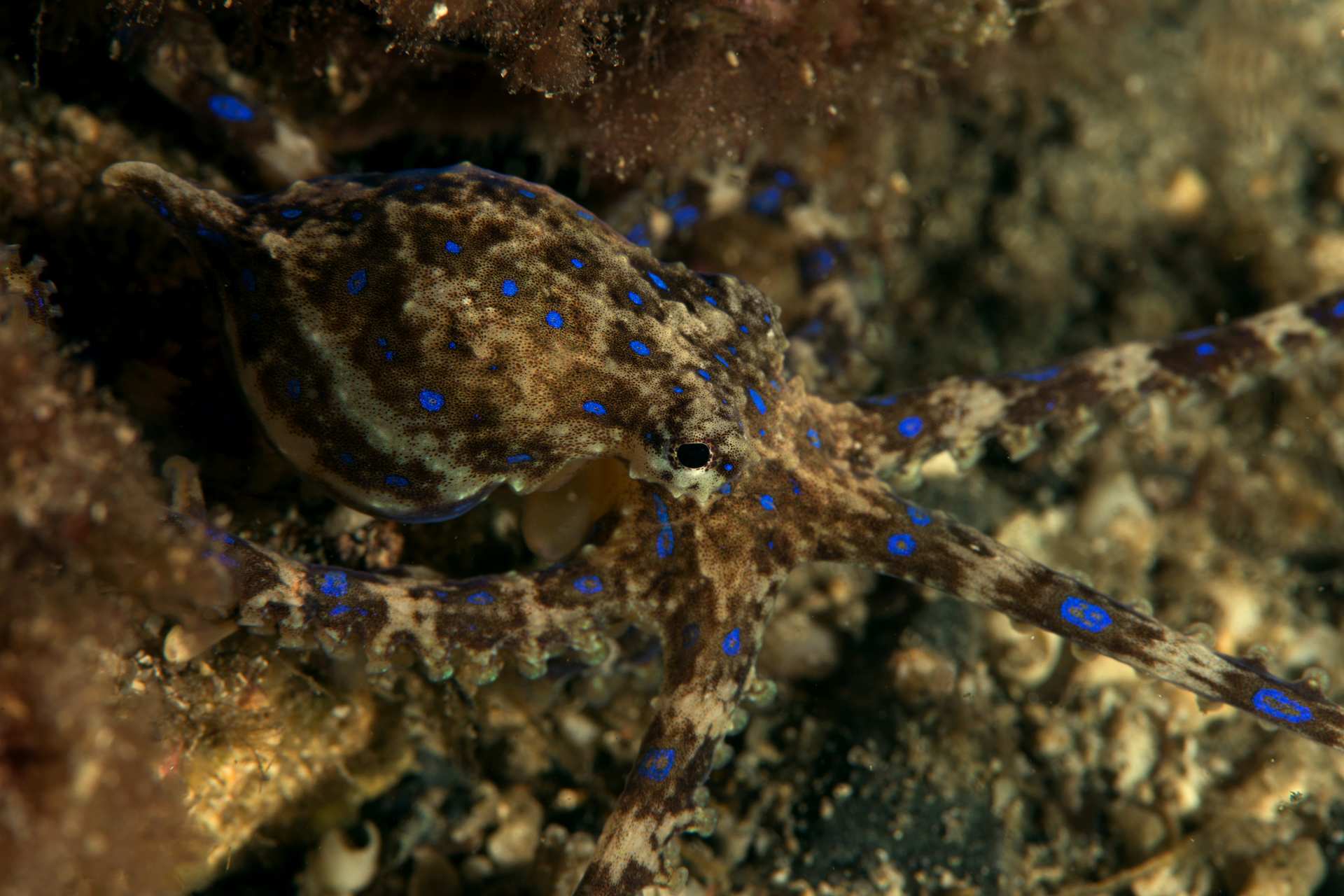 Blue-ringed octopus numbers, jellyfish stings spike on Adelaide beaches ...