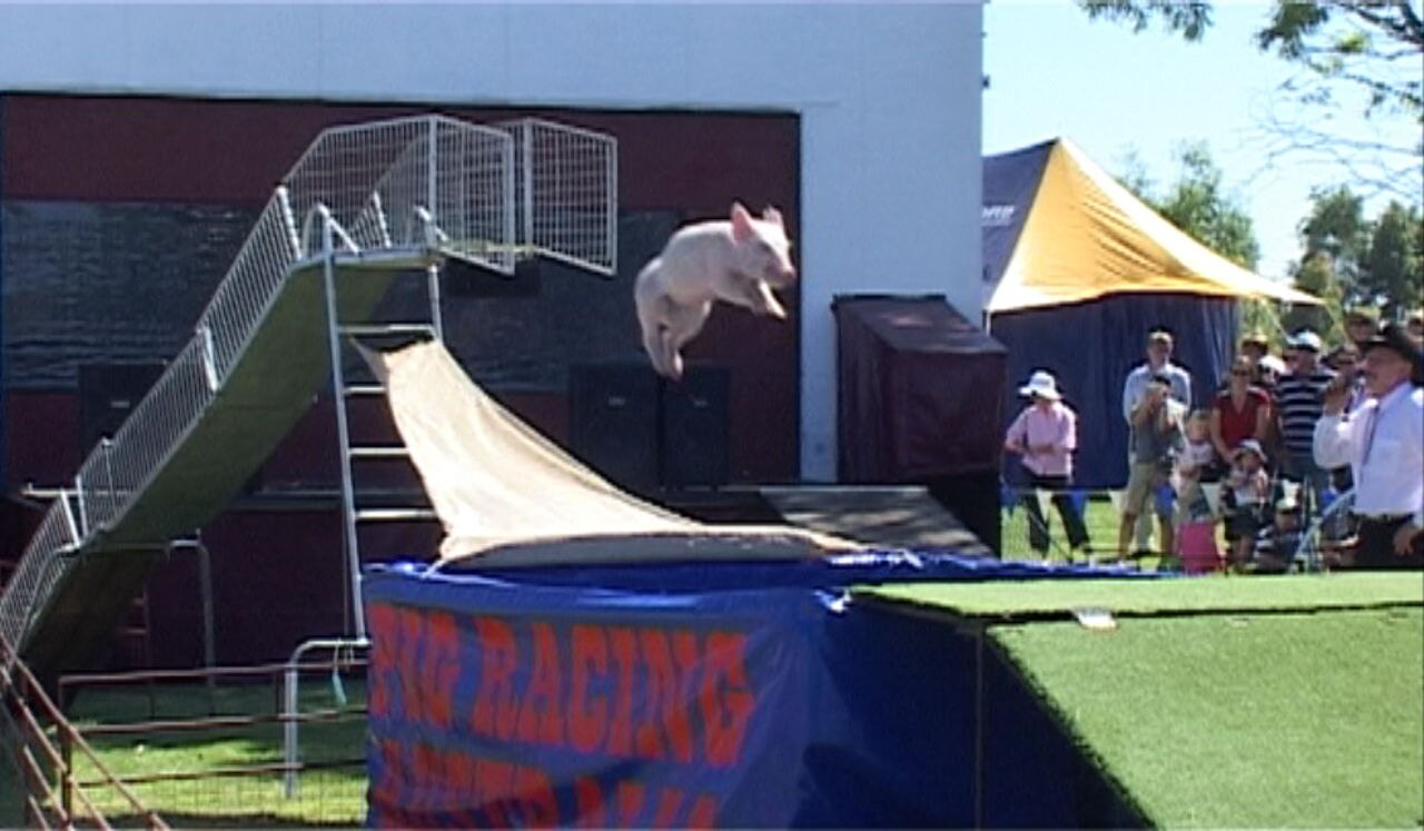 Swine flu concern for Perth Royal Show - ABC News