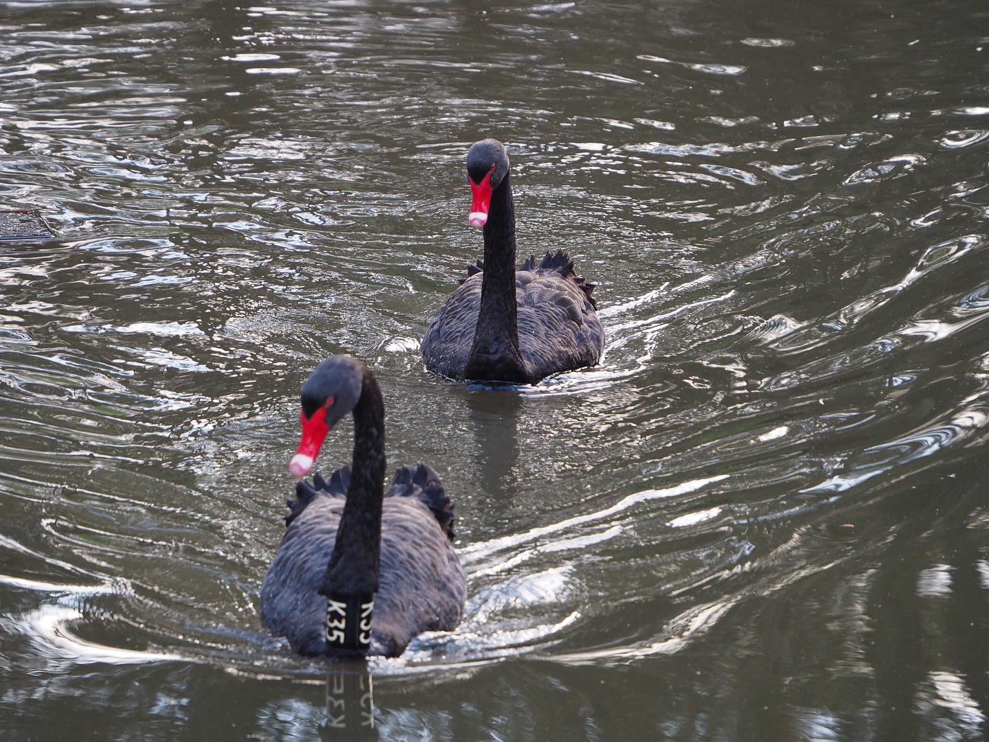 Black swans are monogamous for life, but even they need breaks - ABC listen