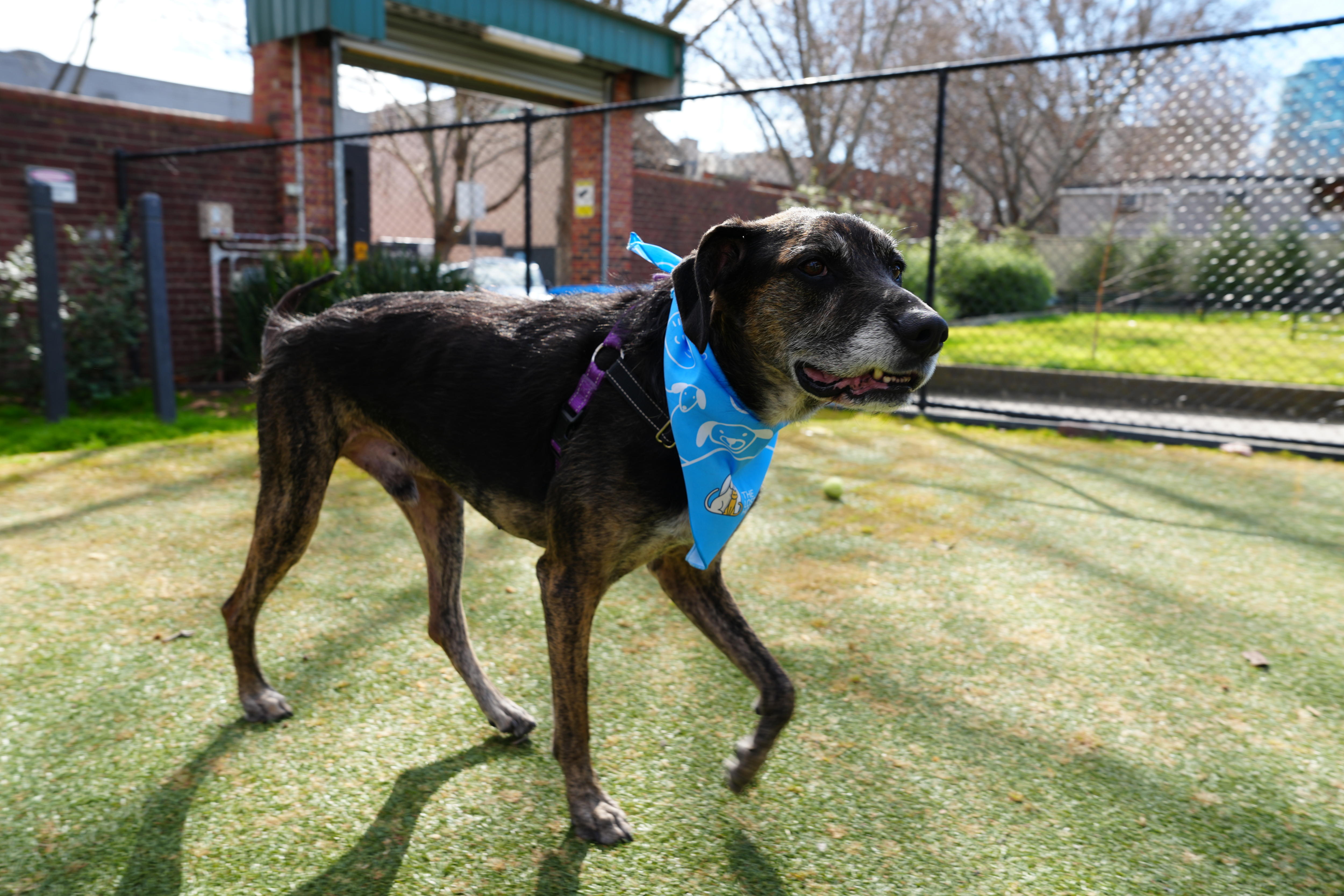After being found abandoned and weighing just 12kg, staghound Atticus ...