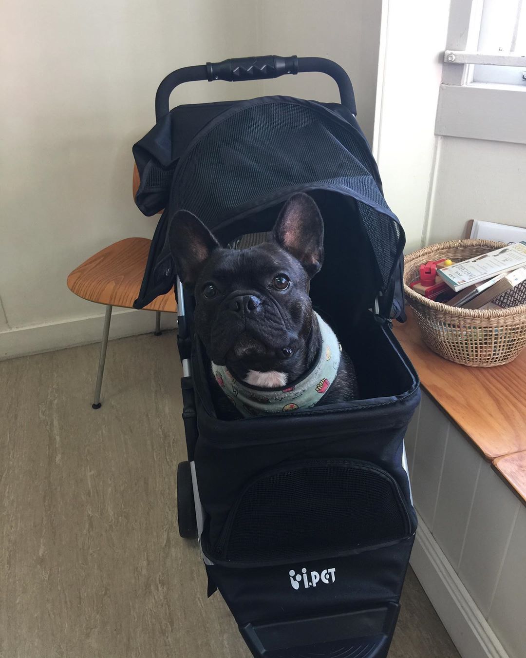 Dog prams are a thing. Here's why you might see some fur babies putting ...