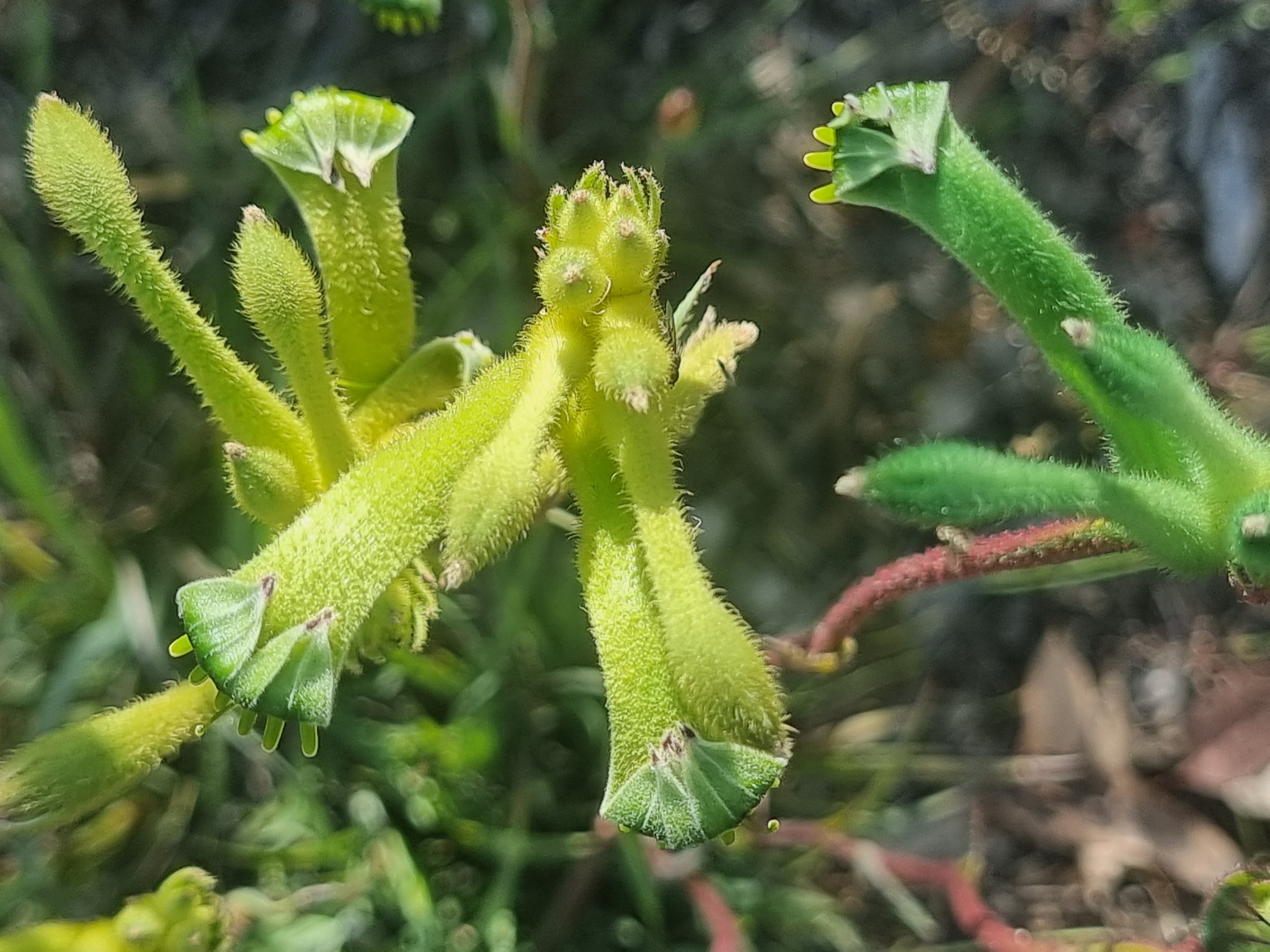 Native bloodroot plant named after iconic Australian Hills hoist ...