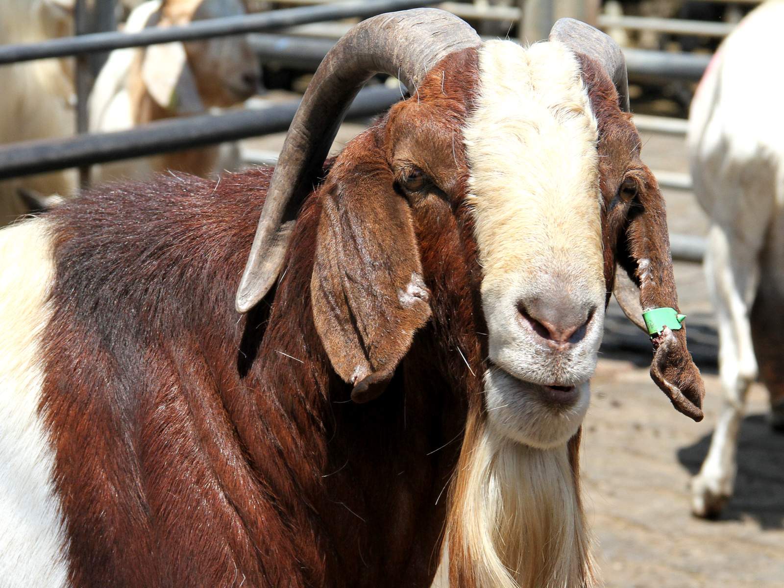 Demand for goat meat pushes prices up at Dubbo saleyards - ABC News
