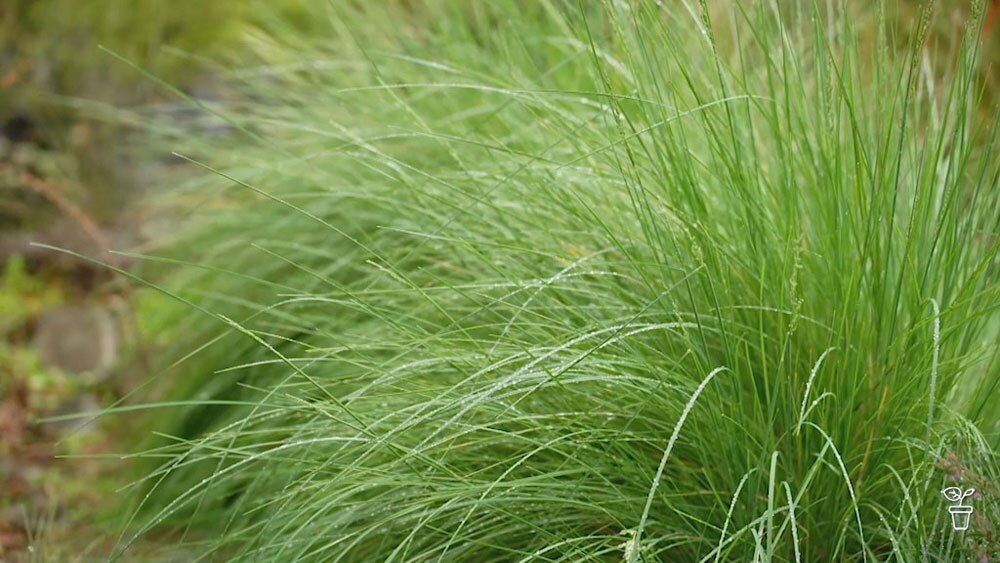 Nurturing Natives - Gardening Australia