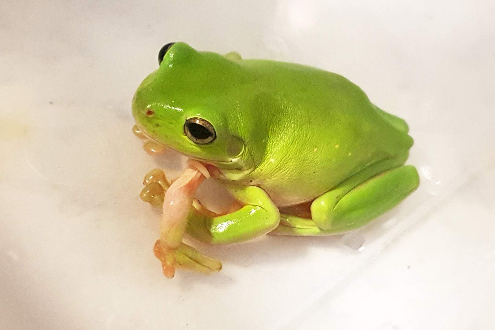 Leg amputation offers five-legged green tree frog the chance to thrive ...