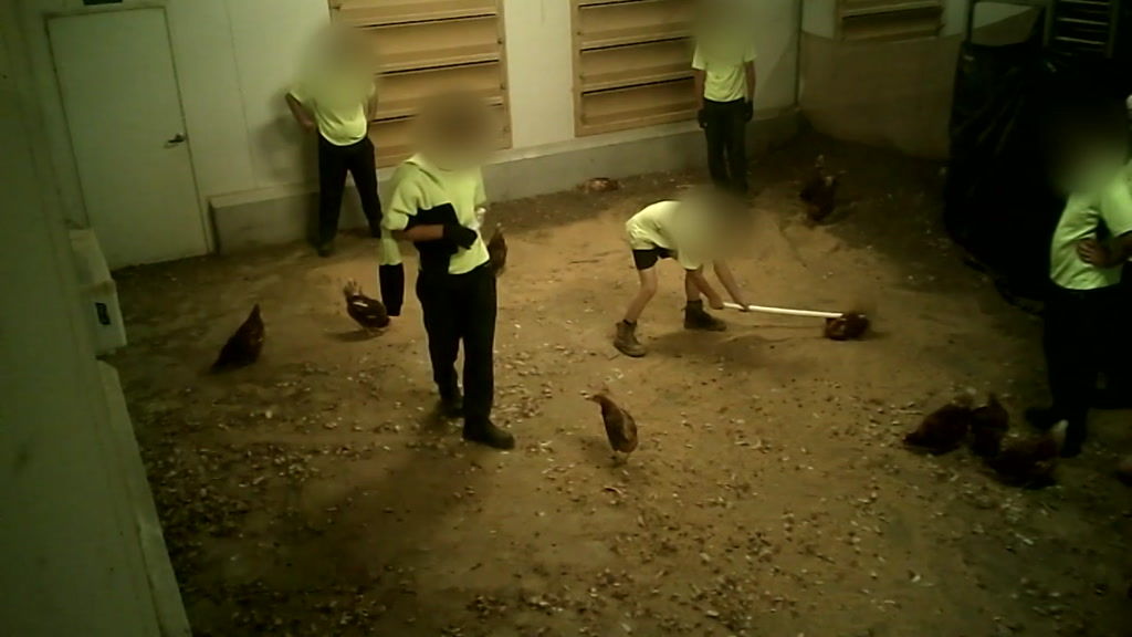 Animal cruelty investigation launched over video showing treatment of ...