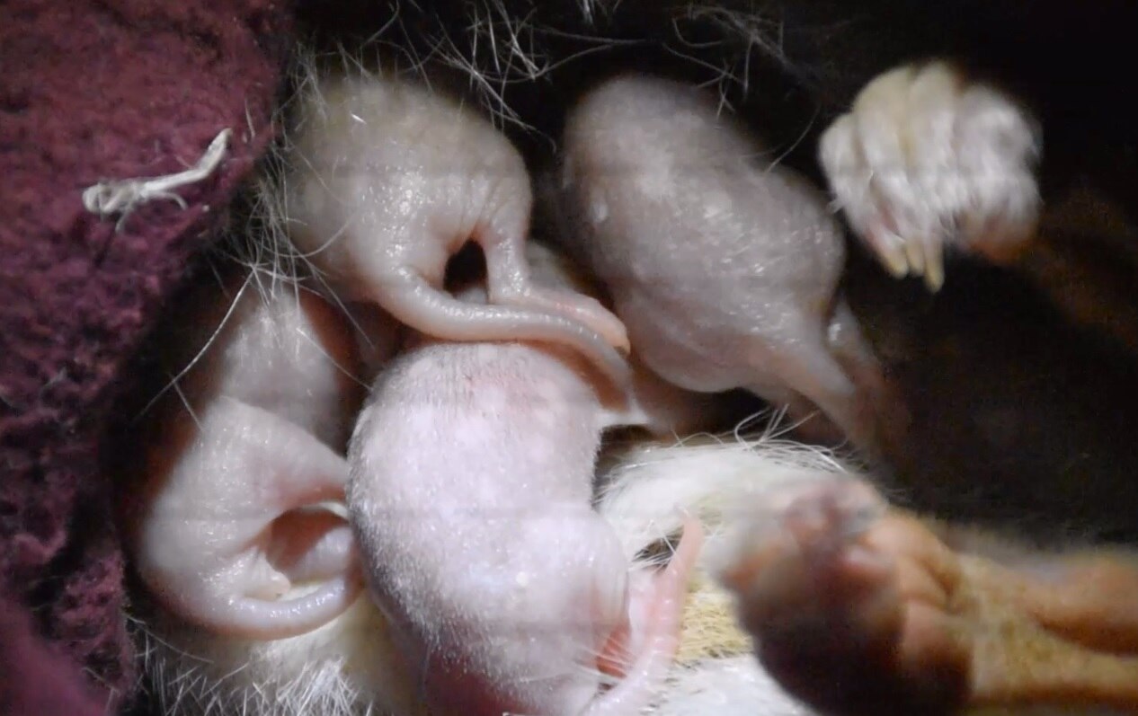 Baby Boom: More Eastern Quoll babies expected at Mulligans Flat ...