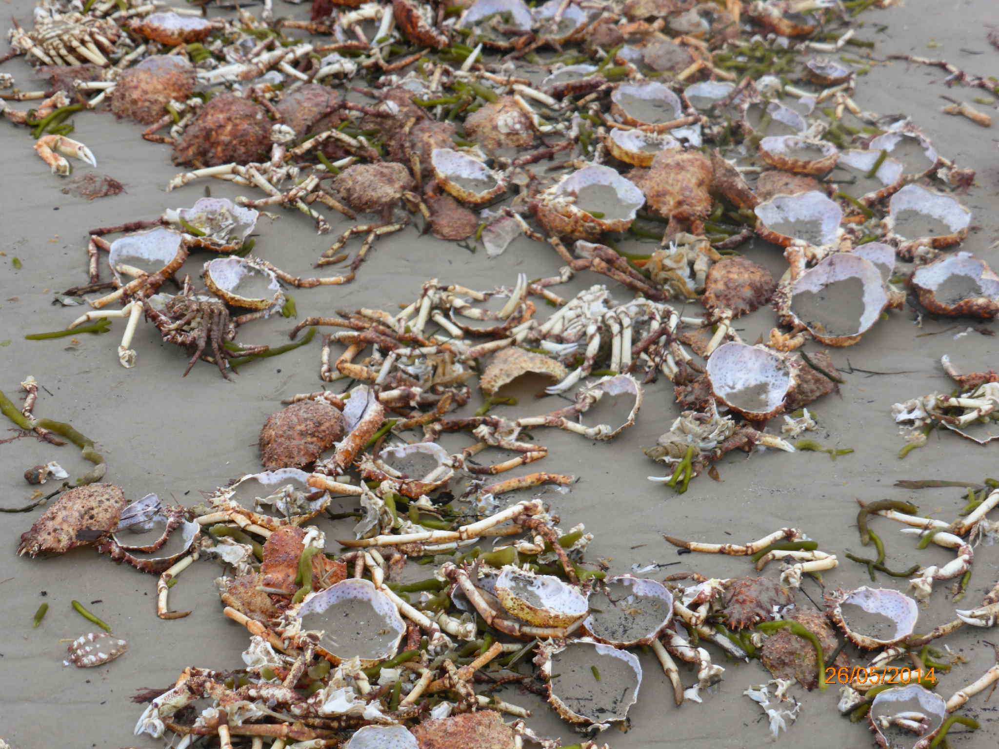 No concern over mass wash up of spider crab shells - ABC News