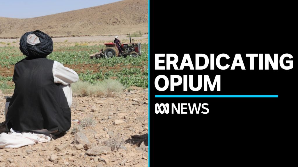 Taliban eradicating Afghanistan's opium cultivation - ABC News