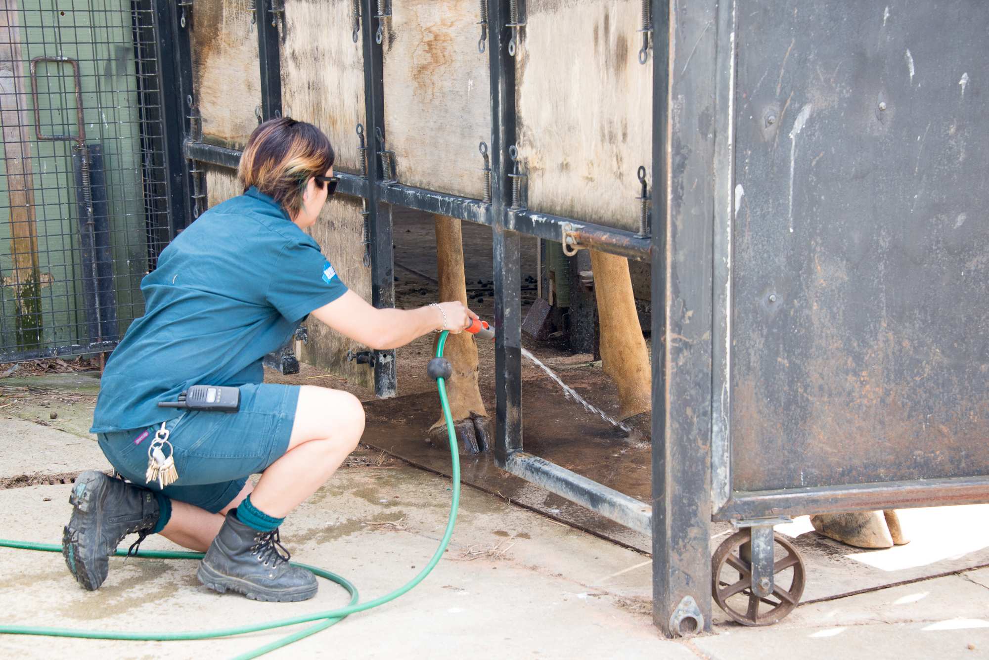 A day in the life of a zookeeper: There's more to it than just cuddling ...