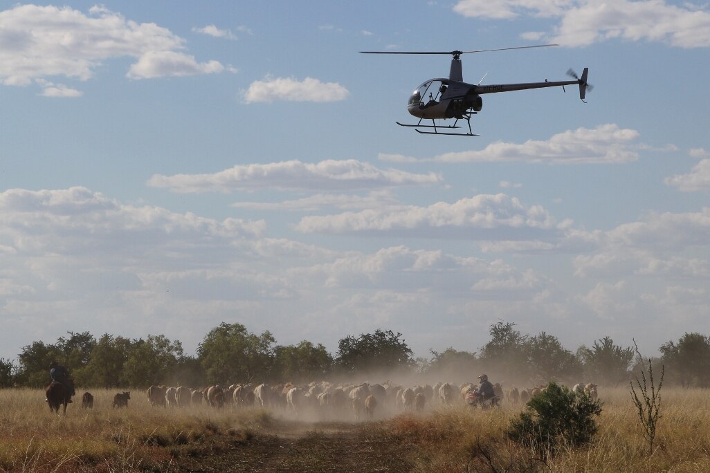 Changes to aerial mustering rules following industry feedback - ABC News