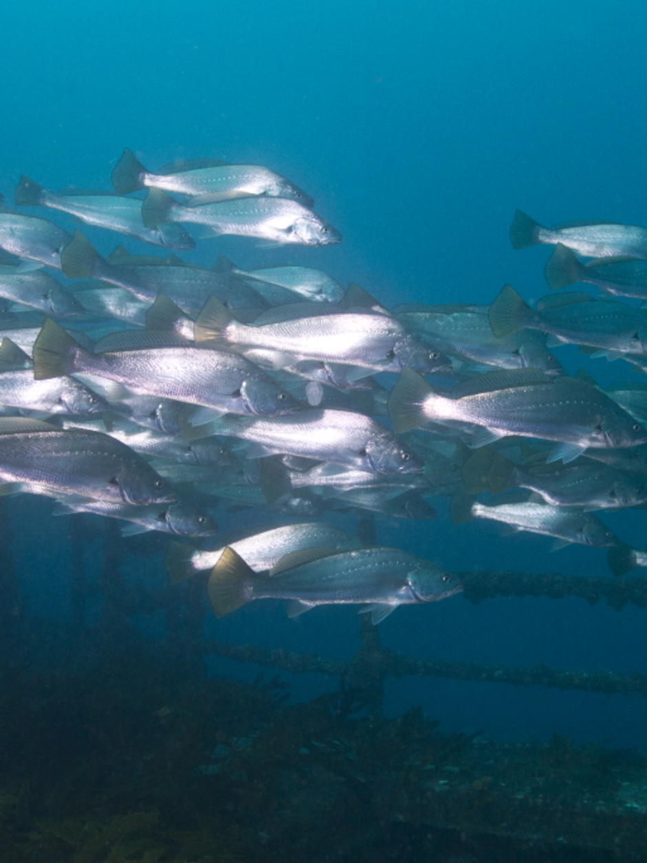 Fishers, environmentalists join forces in NT debate over impact of ...