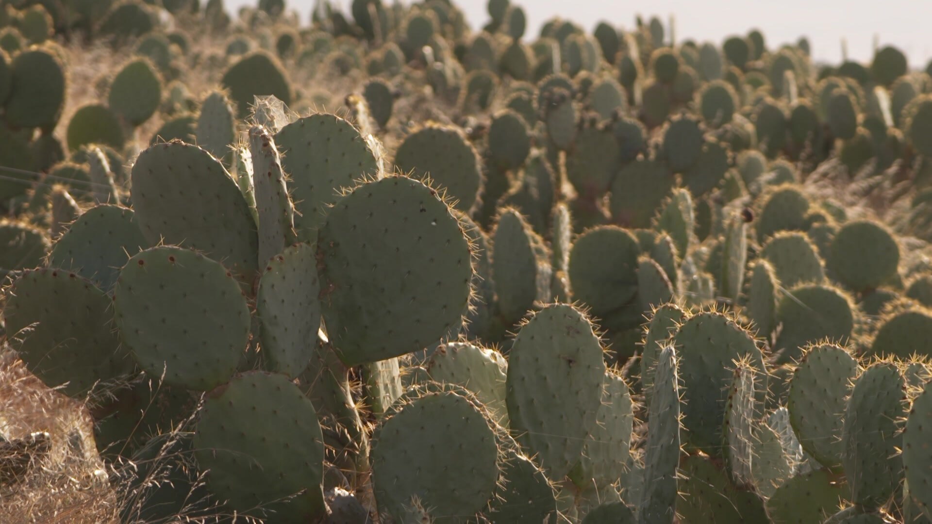 Noxious weed, wheel cactus, spreads in the millions across northern ...
