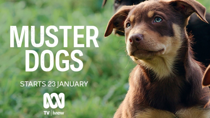 Muster Dogs sneak peak - ABC News Muster Dogs sneak peak - ABC News