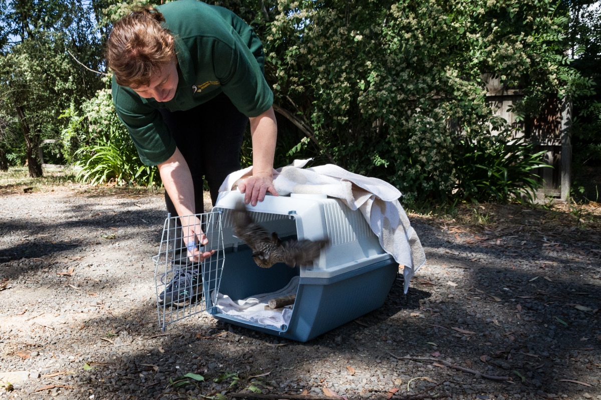 Releasing a bird back into the wild is more complex than it sounds ...
