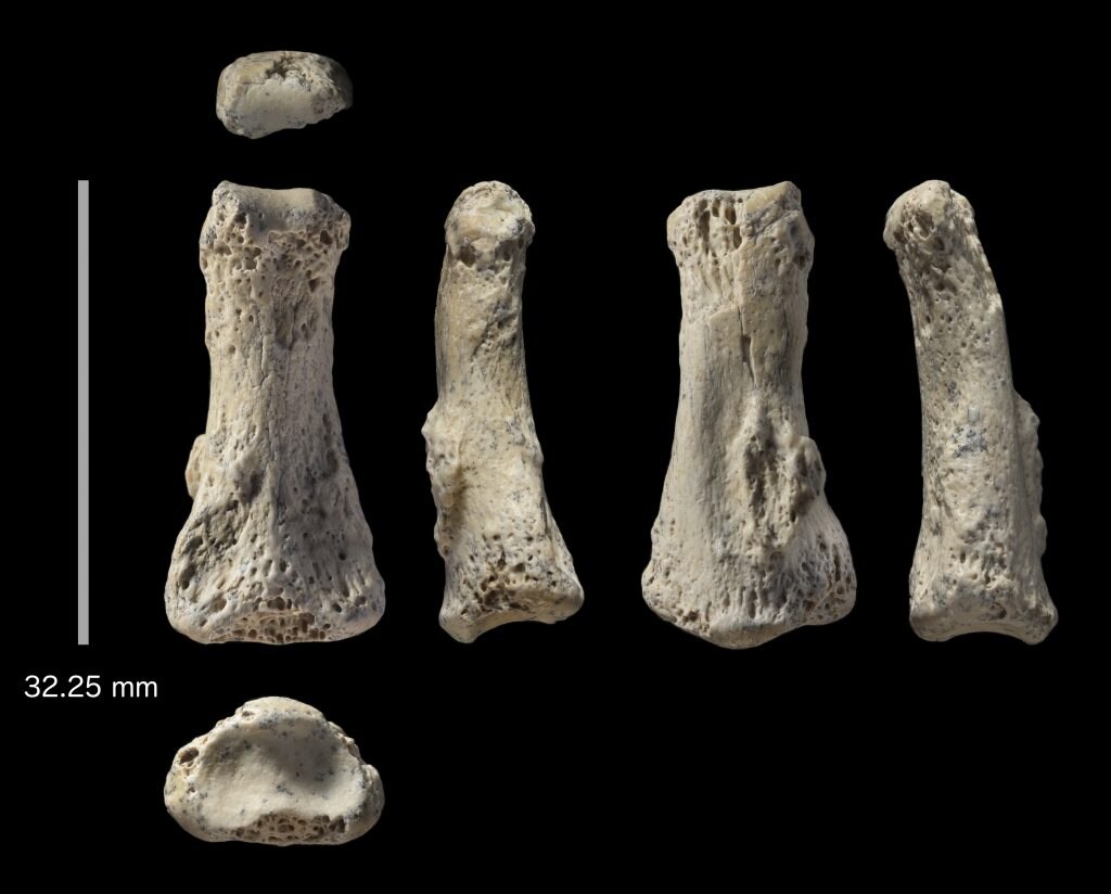 Human finger bone fossil found in Saudi Arabia changes the story on ...