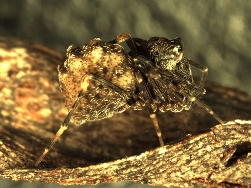 New spider species found near Albany - ABC News