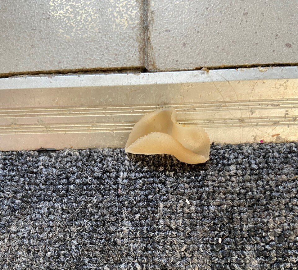 Mushroom crop grows out of Hobart rental carpet; tenants move out after ...