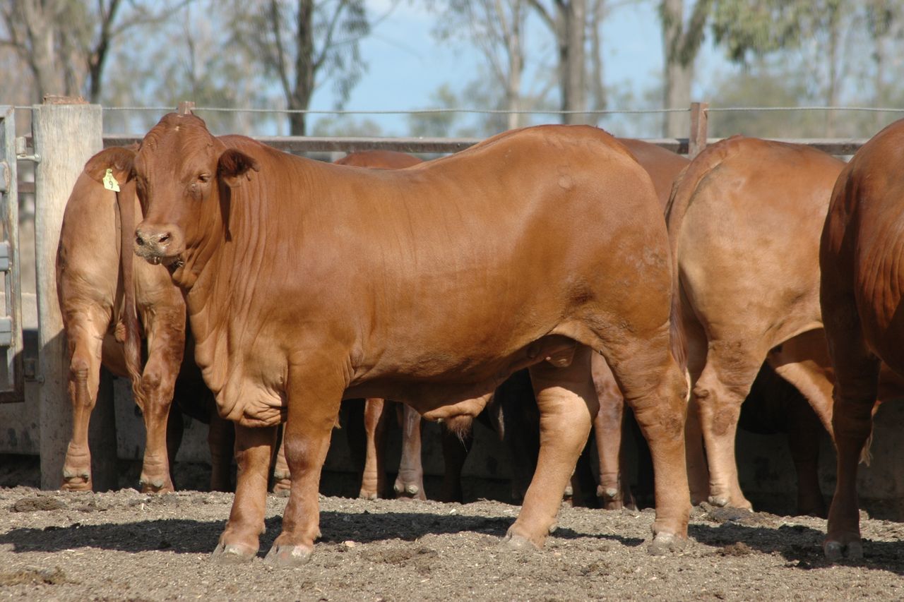 Grainfed cattle - Warren Vale Station - ABC News