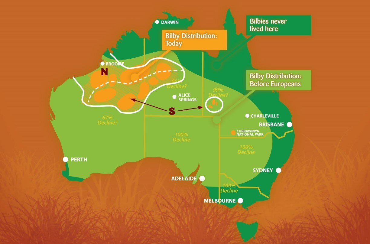 'Accelerated evolution': Bilbies are being trained to outsmart and ...