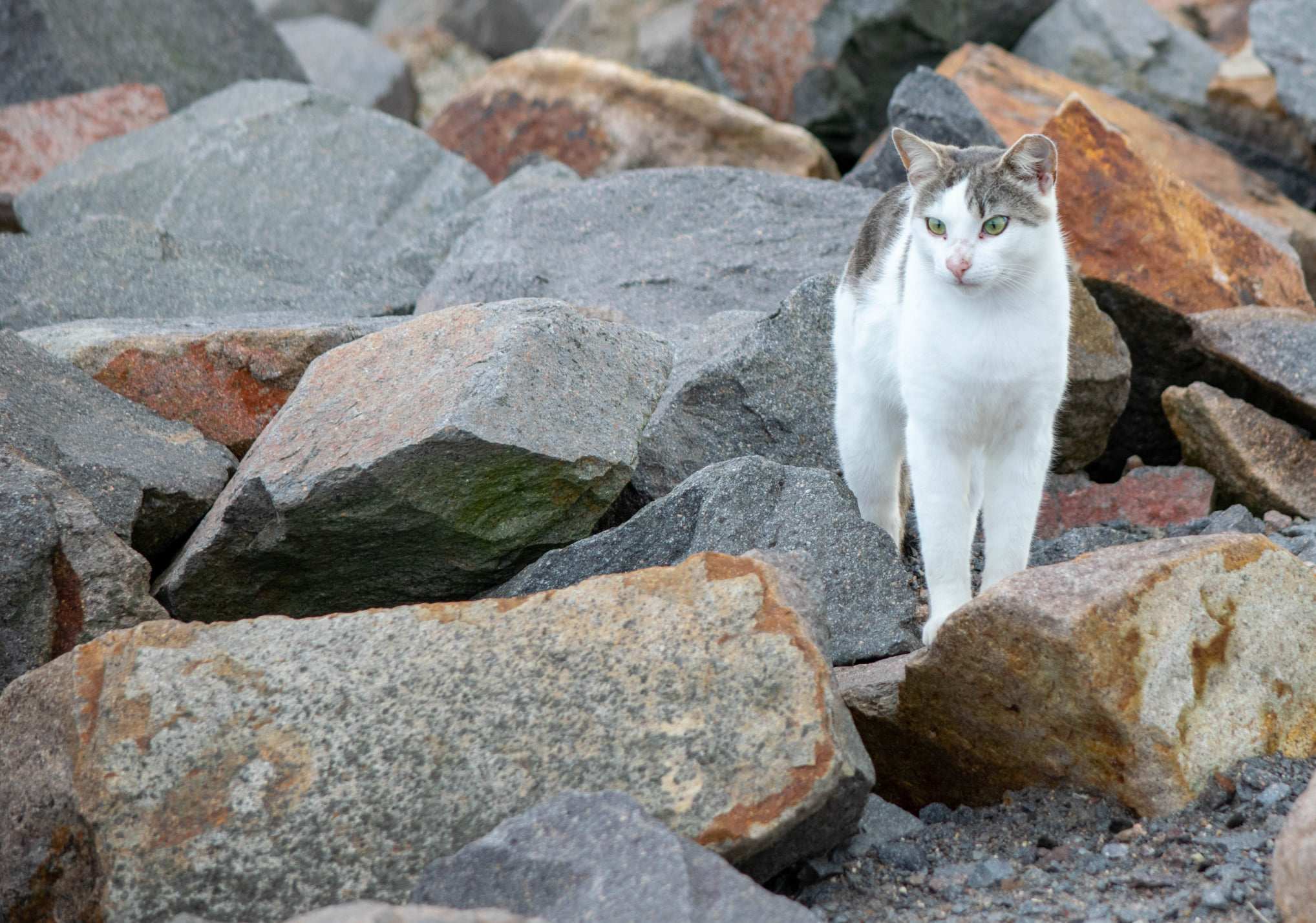 Port of Newcastle's Stockton breakwall cat cull sparks fury after ...