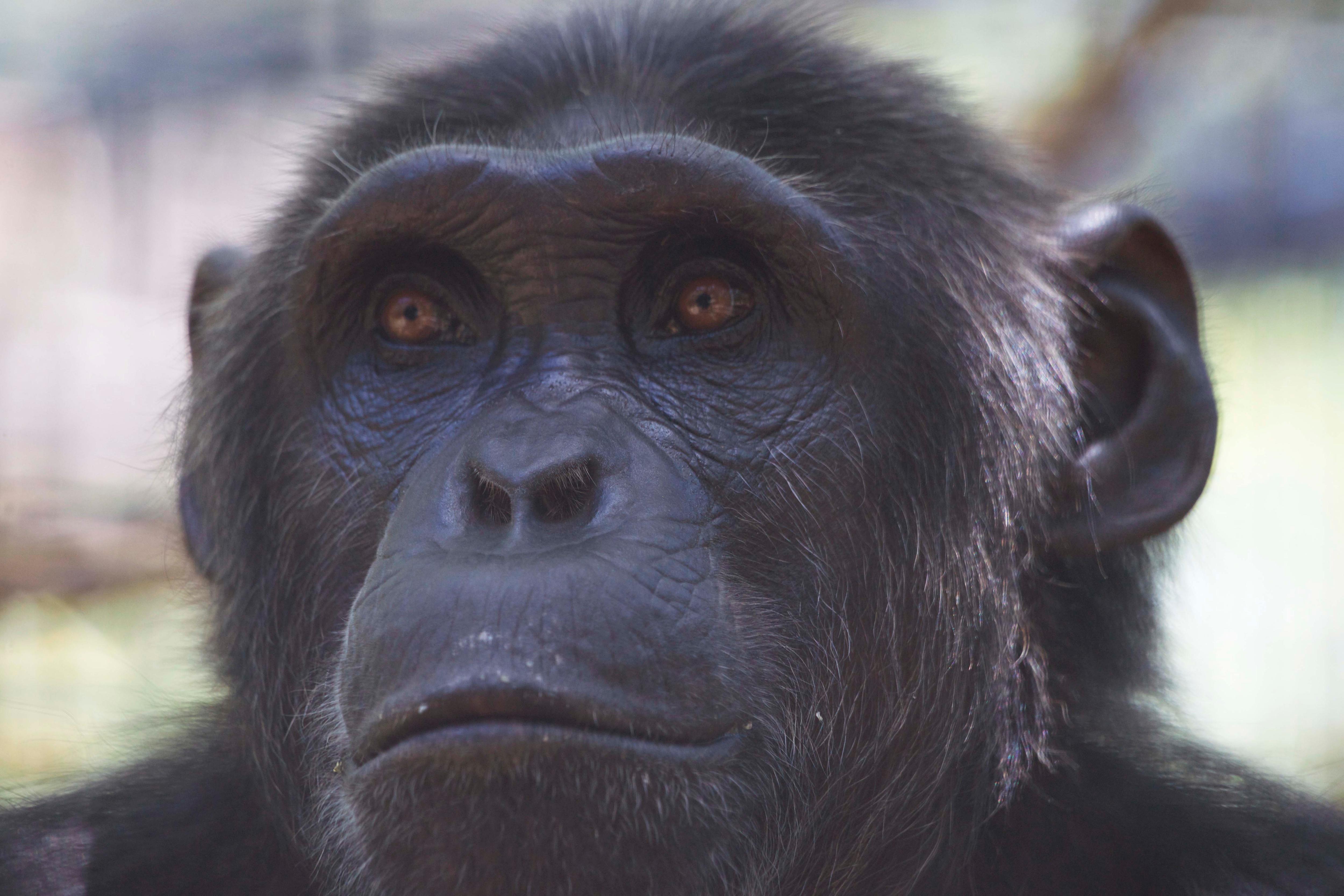 Aggressive female chimp Leakey, baby Mzuri to move from Rockhampton to ...